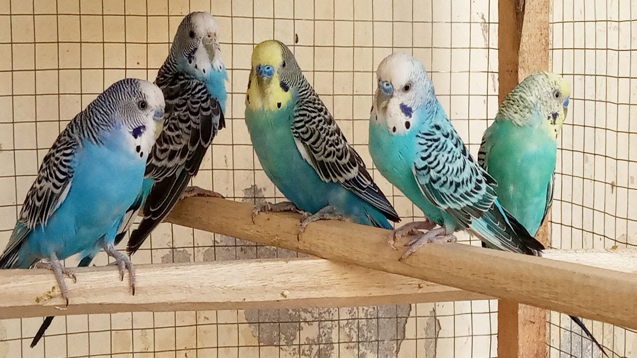7 hr Budgie singing Fall Asleep Relax Go To Bird Sanctuary - YouTube