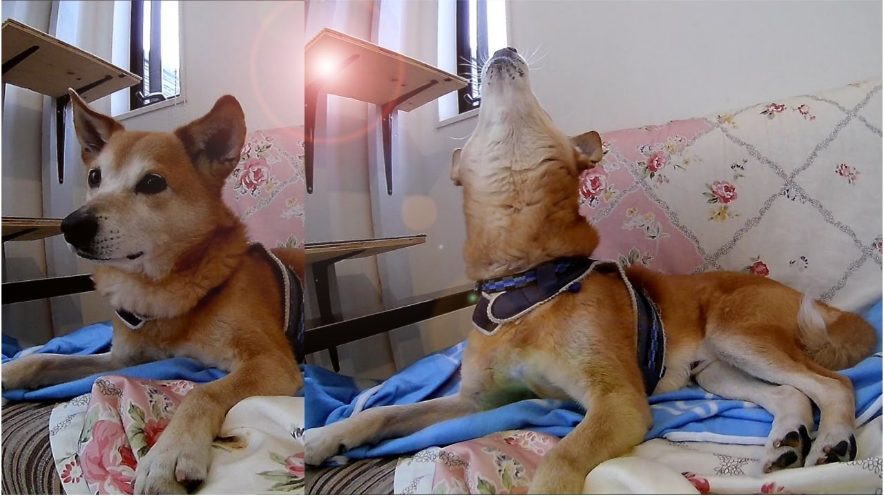 【犬の遠吠え】dog howling♡shiba inu mix howl お昼寝中に無理矢理 - YouTube