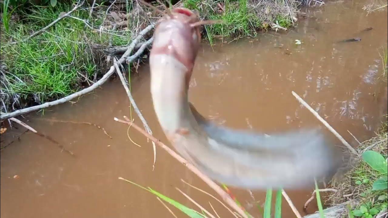MANCING DARI sore sampai malam IKAN NYA Nggak SAMPAI RUMAH - YouTube