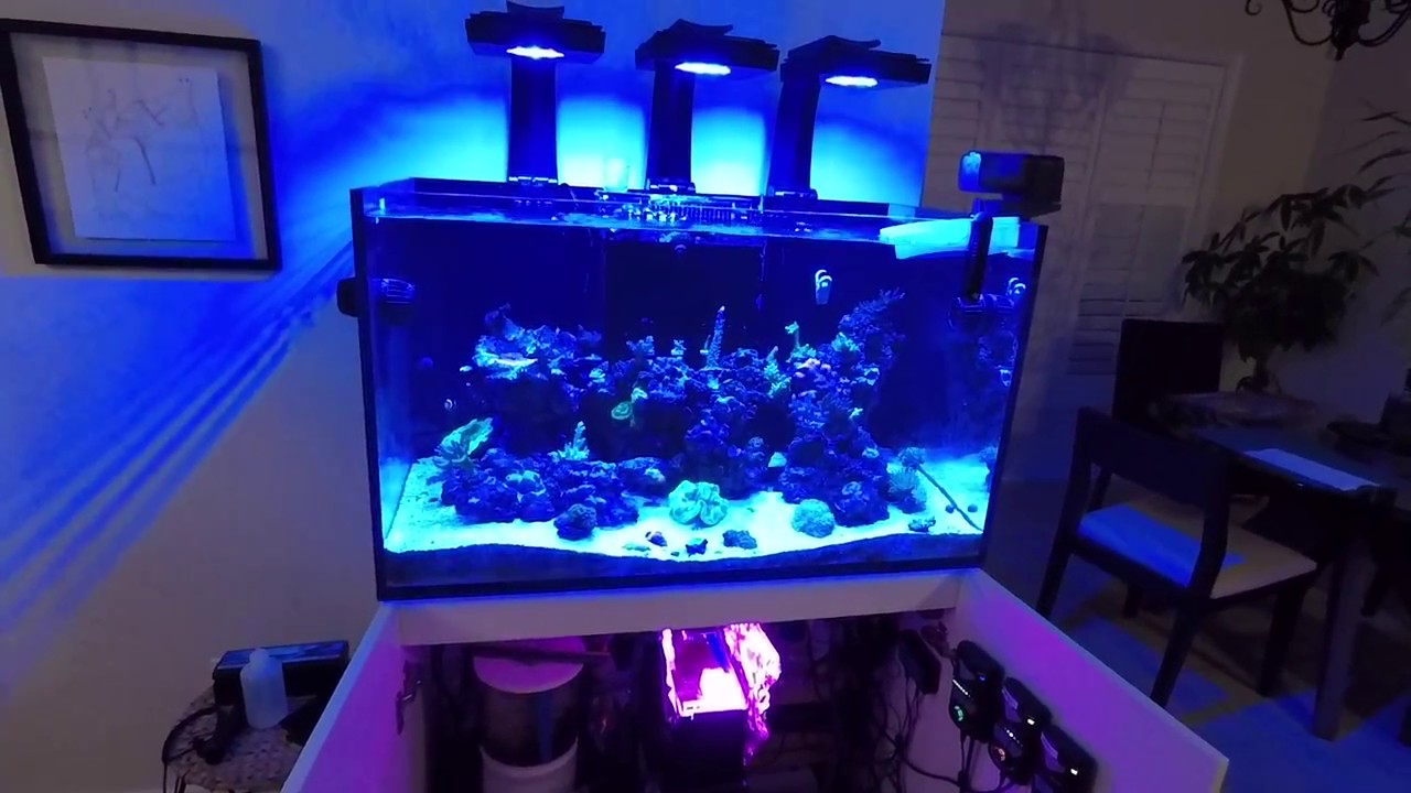 How to prepare your reef tank before going on vacation - YouTube