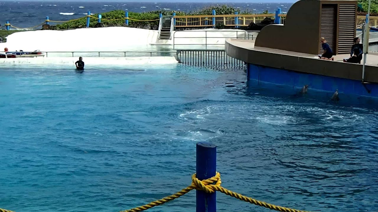 Dolphin Show Intro @ Sea Life Park - YouTube