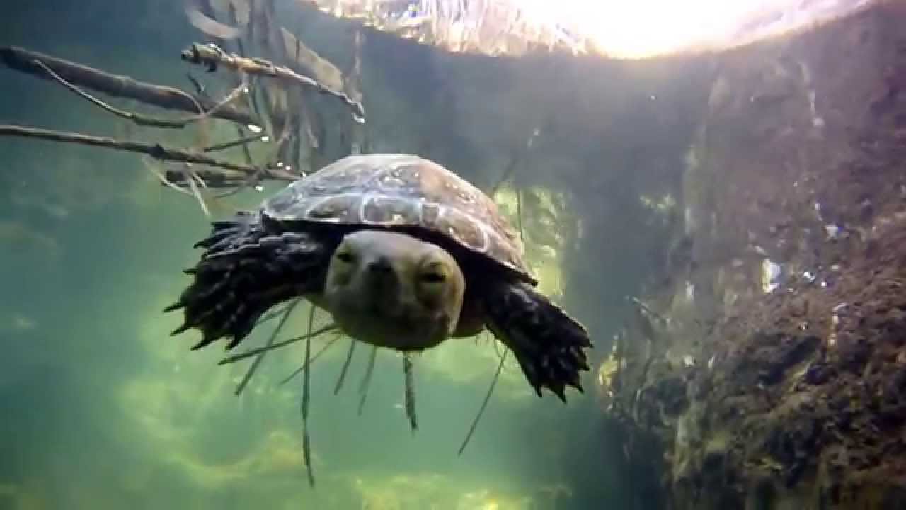 Spanish pond turtle - Alchetron, The Free Social Encyclopedia