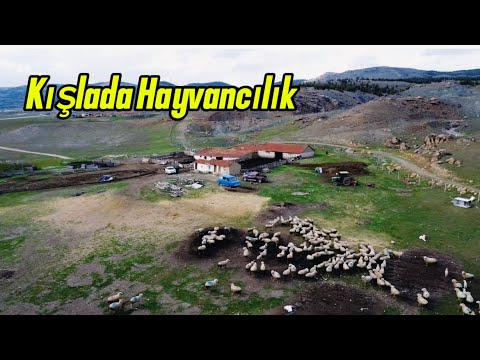 Dededen Kalma Kışlada Hayvancılık Yapıyor - 200 Koyunu 12 Köpeği ile Üretime Devam #hayvancılık 