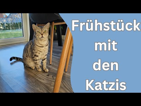 Frühstück mit den Katzen und Dogs'n Tiger (Werbung) - YouTube