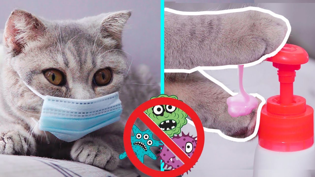 Funny Cats – Kitty Cat Fighting Covid 19! | Try Not To Laugh At How Cat ...