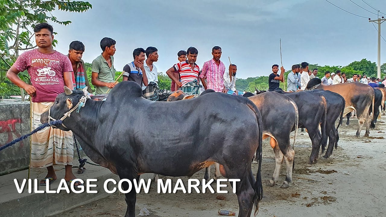 Huge Village Cattle Market | Eid Cow Bazar 2019 | Bangladesh - YouTube