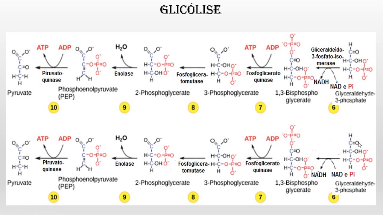 Aula Sobre Glicólise - YouTube