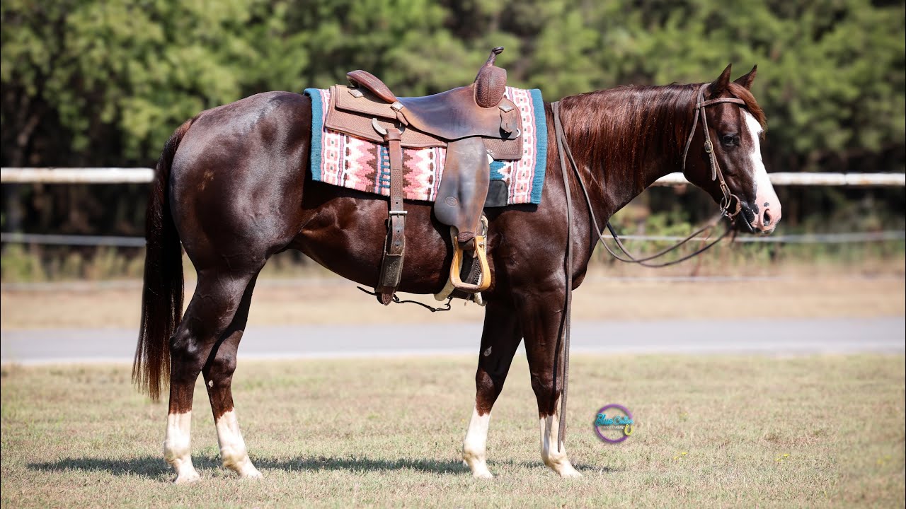 2 year old colt by Smooth Talkin Style - YouTube