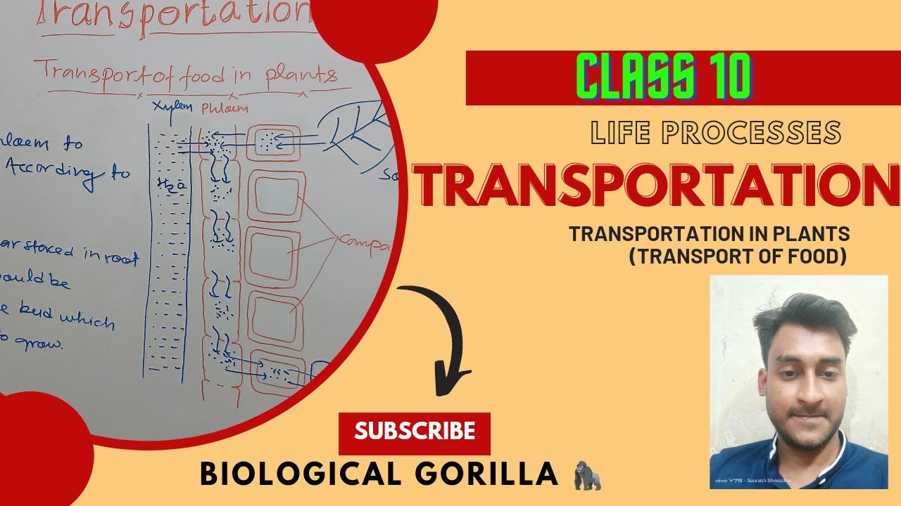 CLASS 10:LIFE PROCESSES-TRANSPORTATION IN PLANTS (TRANSPORT OF FOOD ...