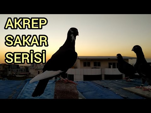 AKREP VE SAKAR GÜVERCİNLERİ İLE EFSANE OLAN\