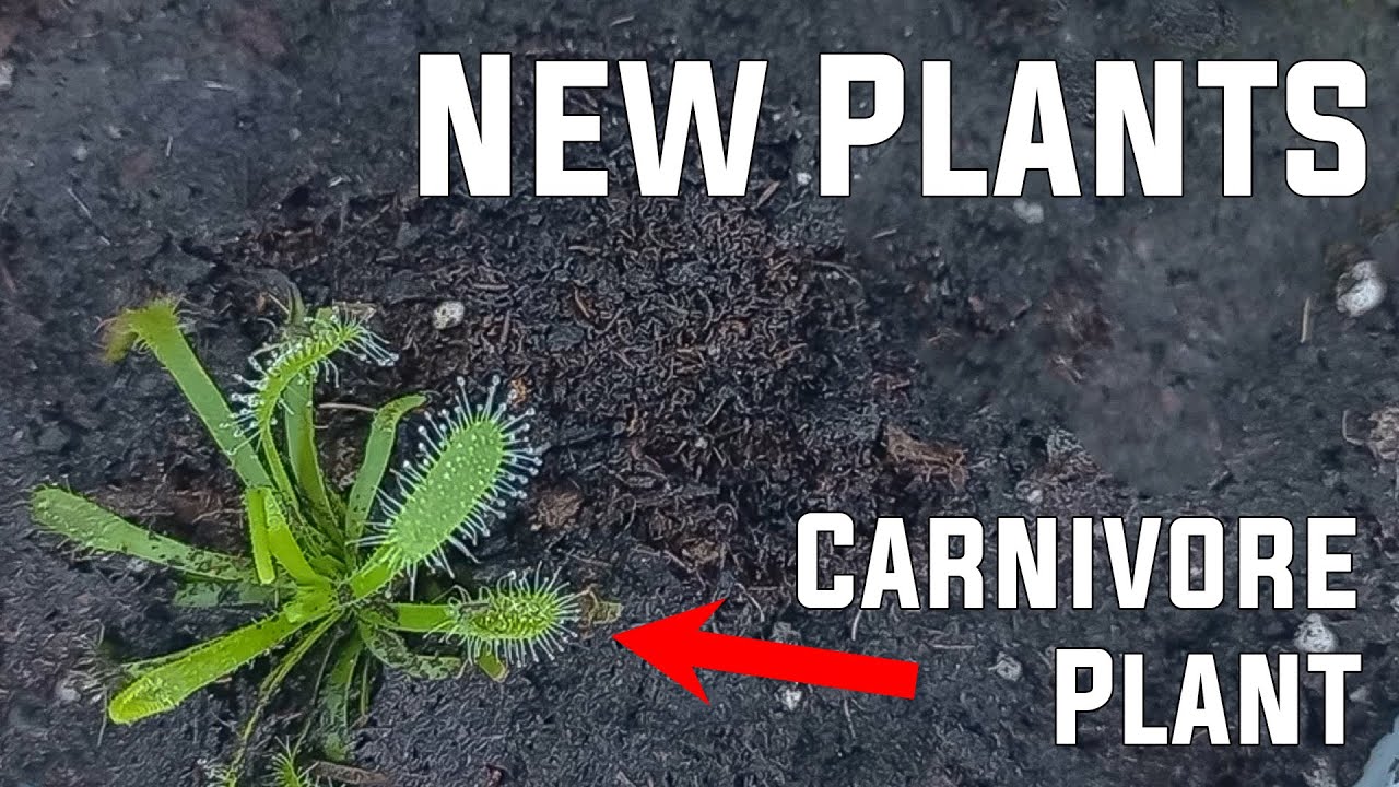 New Carnivore plant and another plants from a friend - YouTube