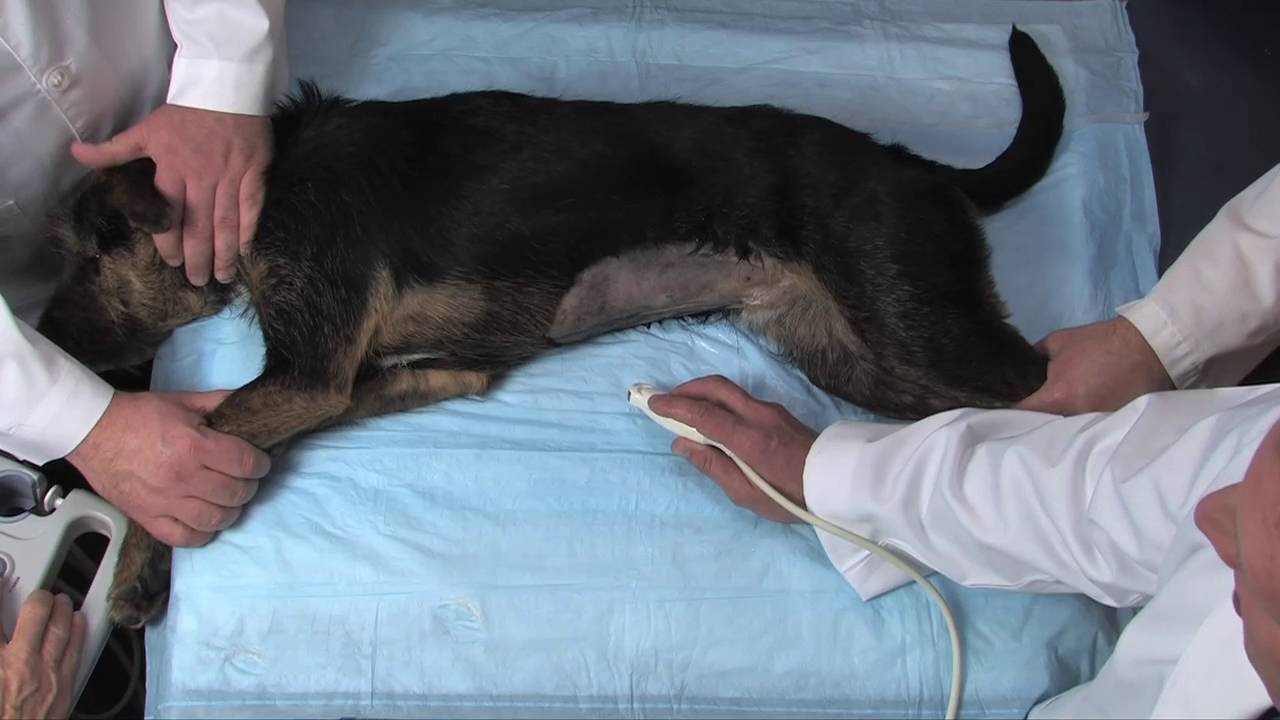 Veterinary AFAST Exam DH View Section 02 - YouTube