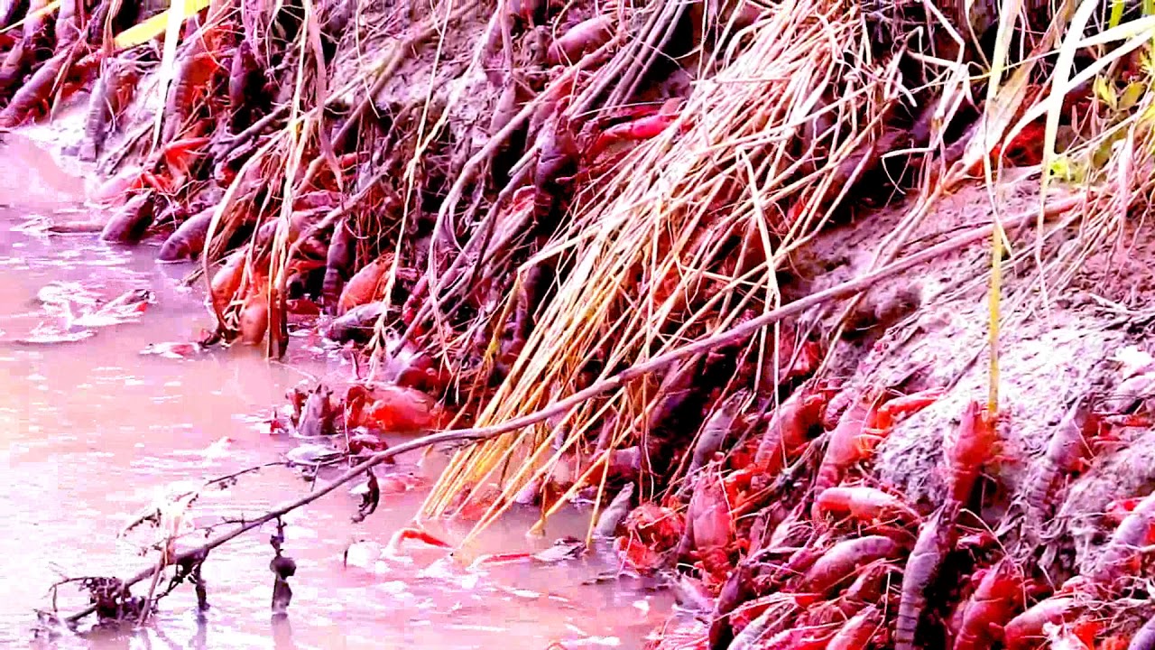 parwan fish //in group in our pond // video 2019 - YouTube