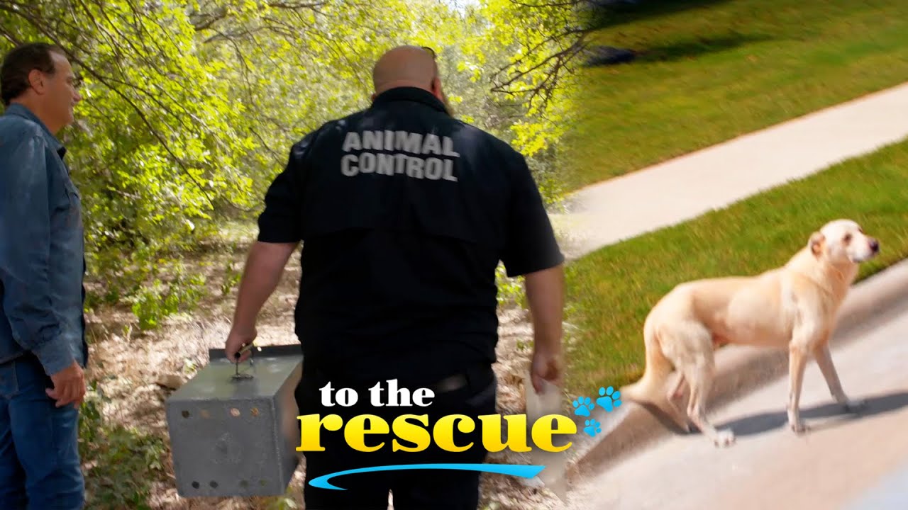 A day in the life of an Animal Control Officer | To The Rescue - YouTube