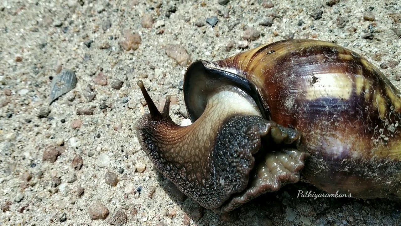 ആഫ്രിക്കൻ ഭീമൻ ഒച്ച് !!! African Snail Movements - YouTube
