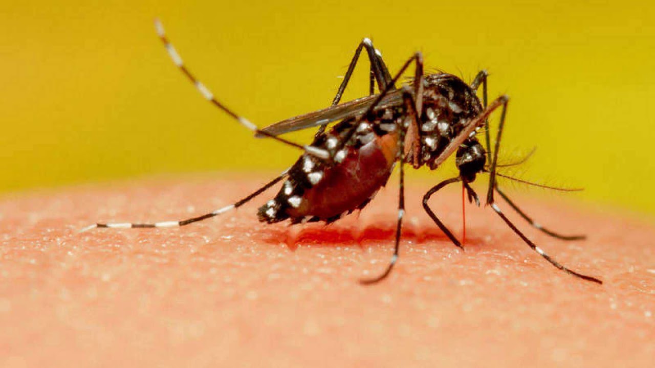 🦟🦟Mosquito Buzzing Sound Effect (2020) / Efecto de Sonido Zumbido del ...