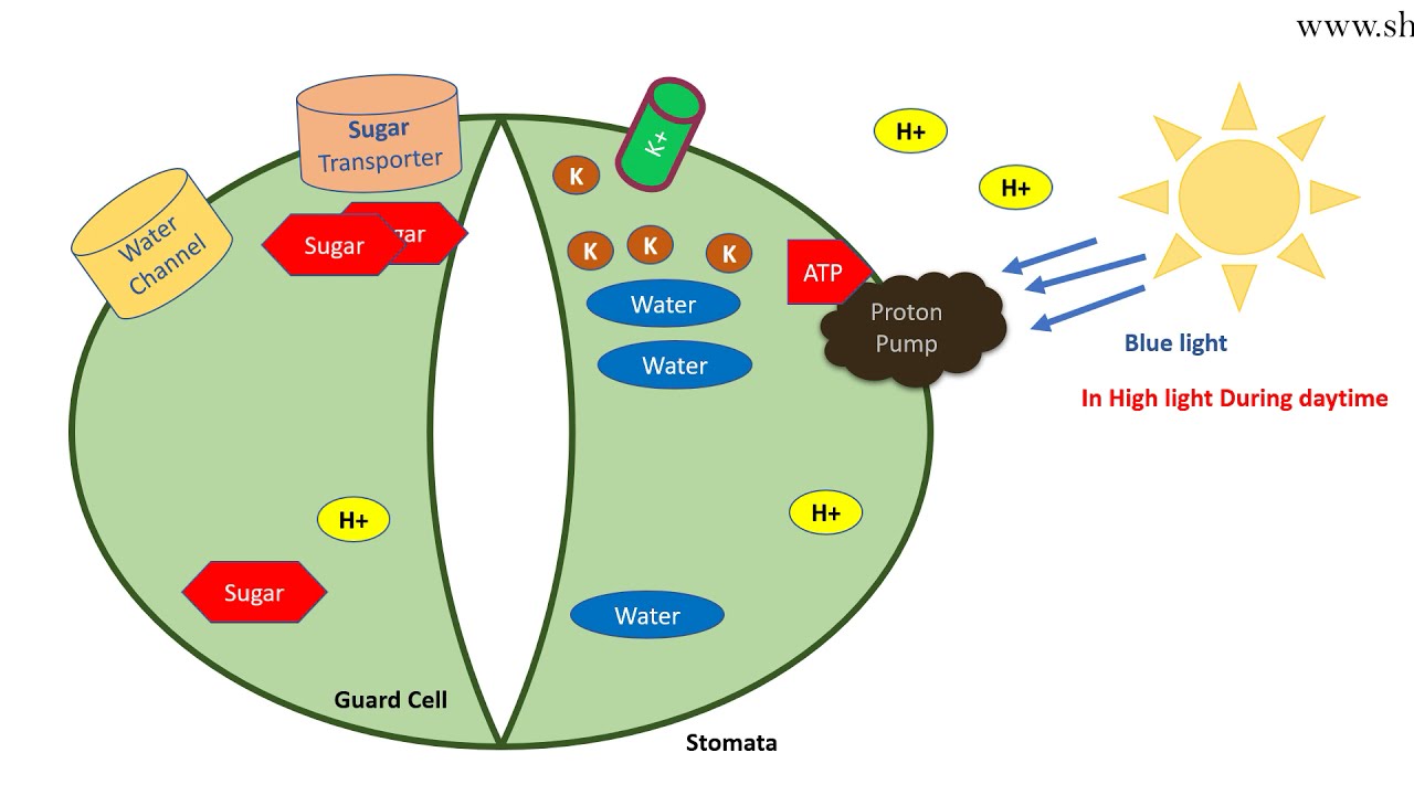 Abscisic acid signaling pathway | ABA mediated stomatal opening and ...