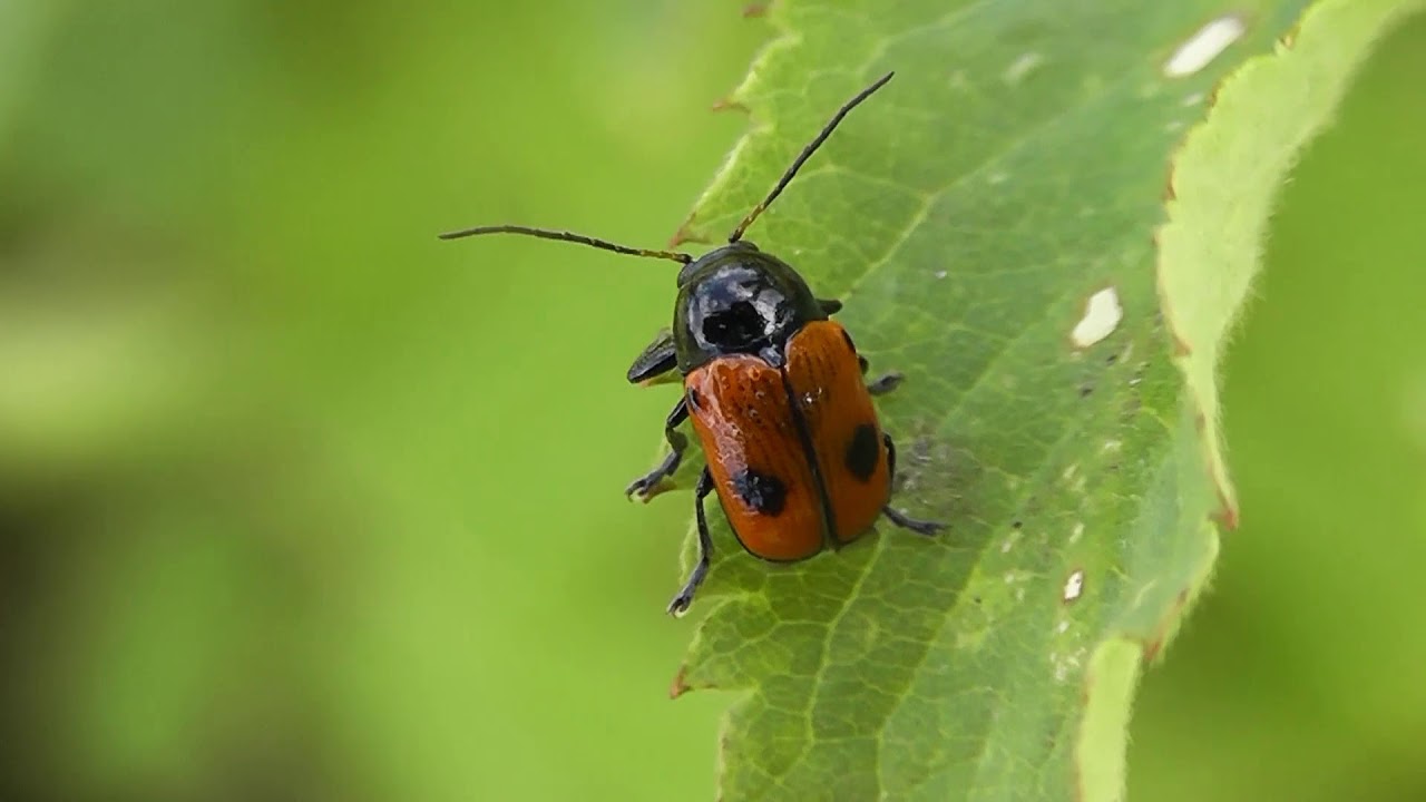 БИОСФЕРА: 131. Скрытоглав Двухточечный (Cryptocephalus bipunctatus ...