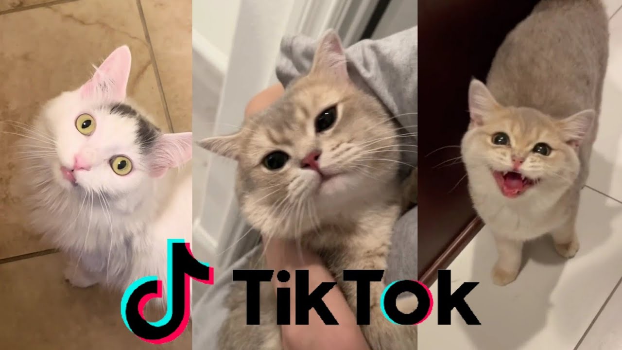 Funny Cats and Kittens Meowing Compilation | Meow Cats 🐱🐈🐱 | Animals ...