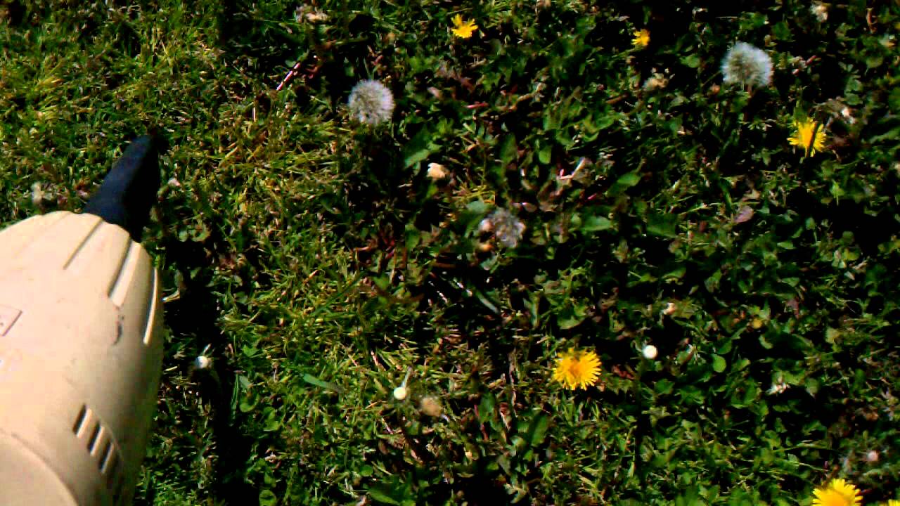 Redneck Organic Dandelion Weed Control - YouTube
