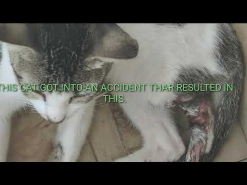 THIS CAT GOT IN AN ACCIDENT THAT RESULTED IN THIS - YouTube