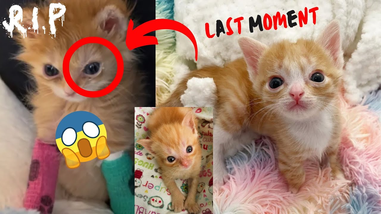 REAL VIDEO: Utah-based viral kitten ‘Tater Tot’ dies suddenly - YouTube