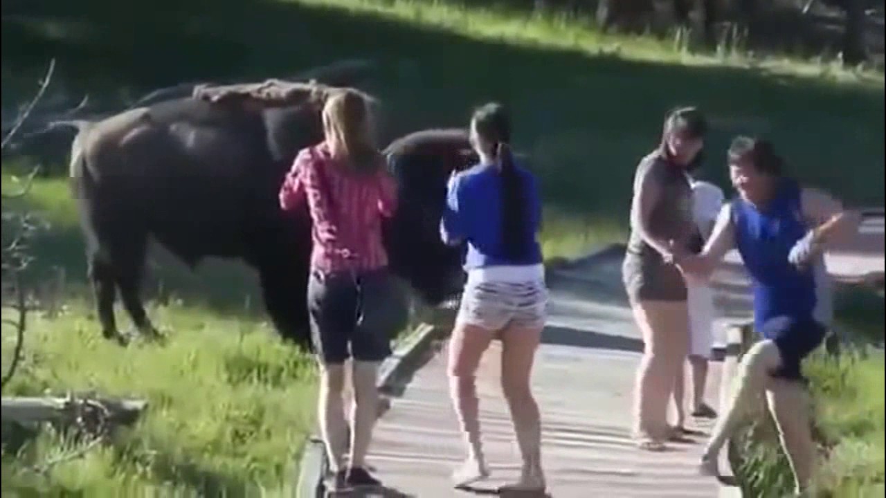 Weird & Funny Animal Behavior - Hilarious Compilation! - YouTube