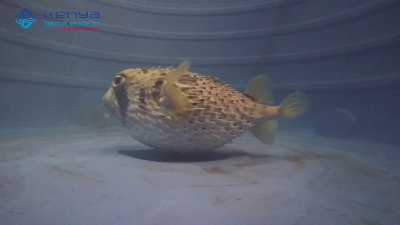 Diodon sp. - YouTube