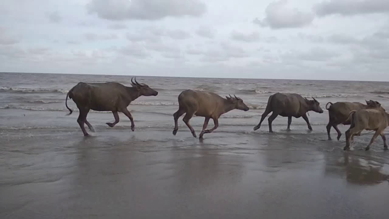 Attractive Buffalo Race on sea beach - YouTube