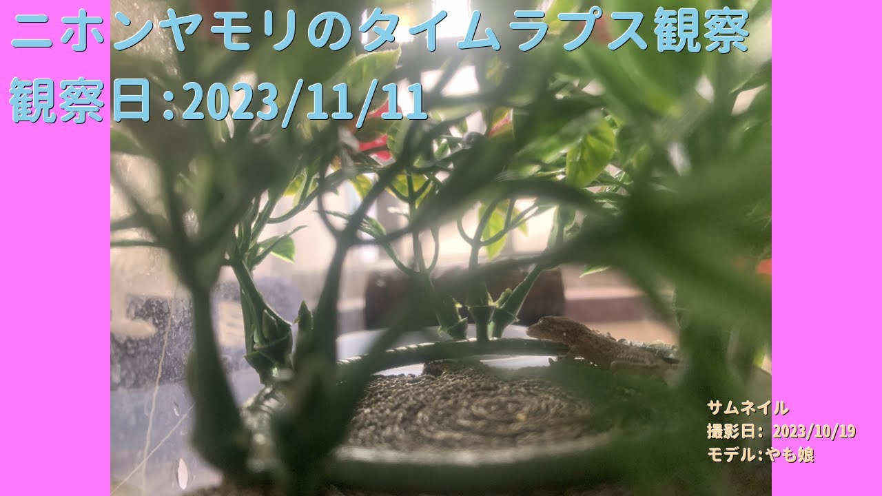 【For Work】 RPi-Cam-Web-Interfaceを使ったテスト（Timelapse） 2023年11月11日 - YouTube