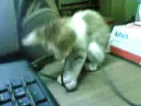 cute, funny small kitten hehe - YouTube