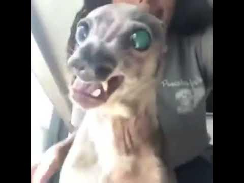 World's Ugliest Dog 2015 - This Beats Quasimodo - YouTube