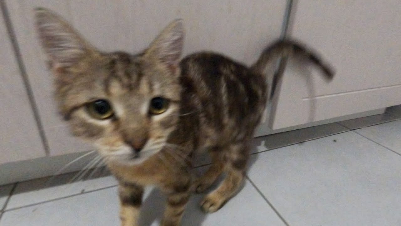 Cute Kitten named Gremlin - YouTube