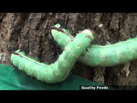 LPS Kut hnathawk Huang Mizoramah a hmasa ber ni turin Muga Silk Cocoon ...