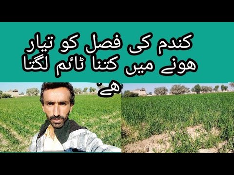 pakistan ki faslen Gandum rate in pakistan 2020 gandum price in ...