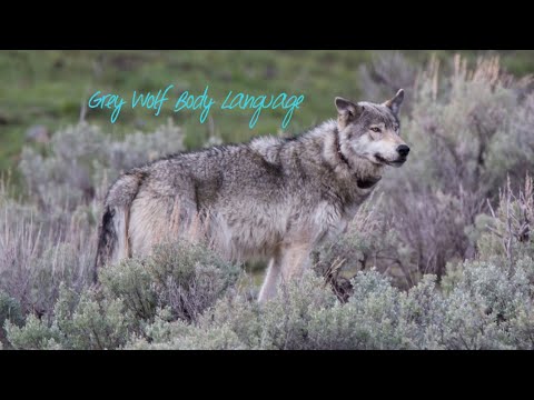 Grey Wolf Body Language - YouTube