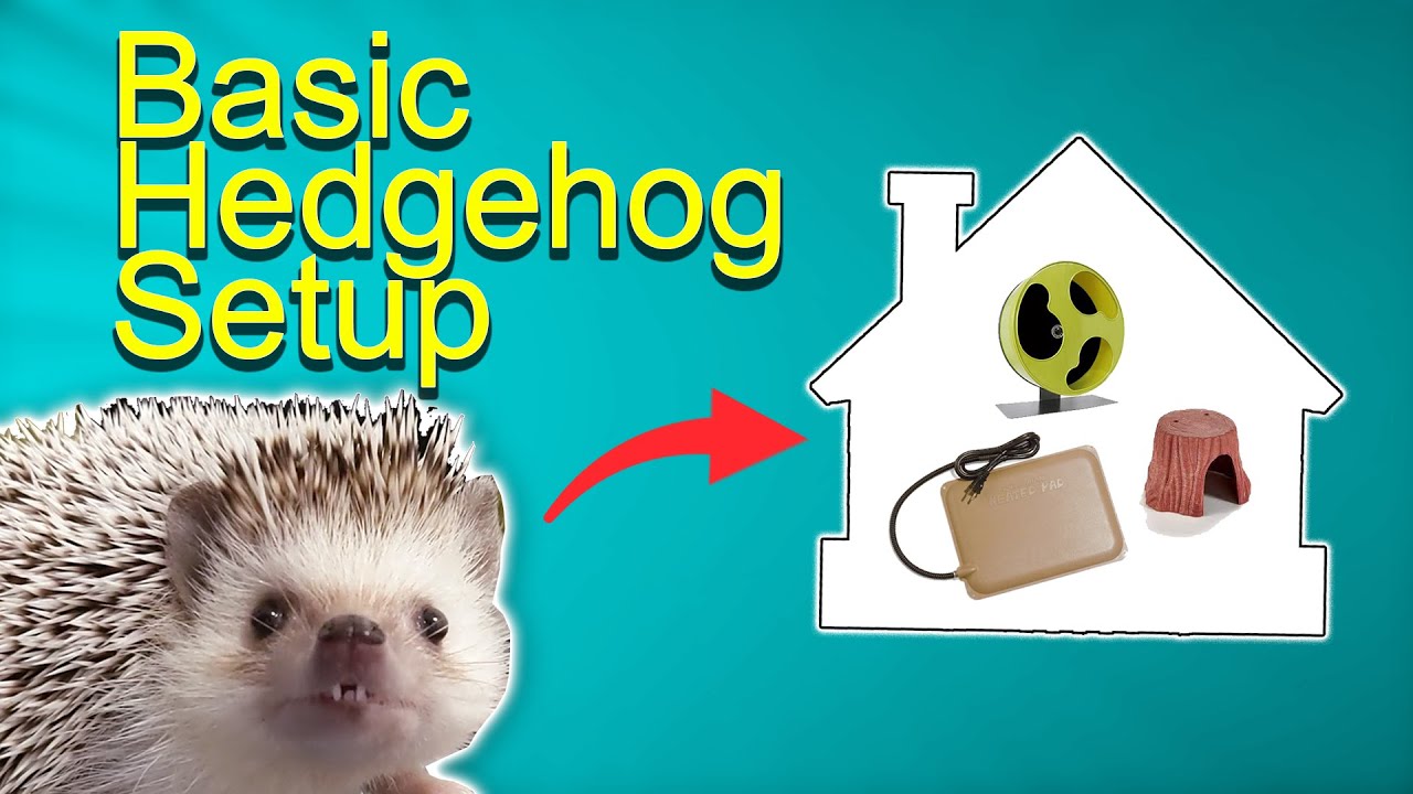 Hedgehog Cage Basic Setup - Bin Style! (the best) - YouTube