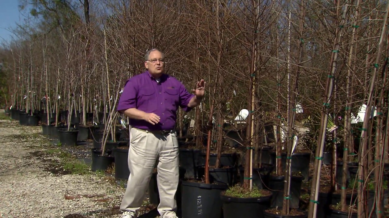 Falling Waters is new bald cypress - YouTube