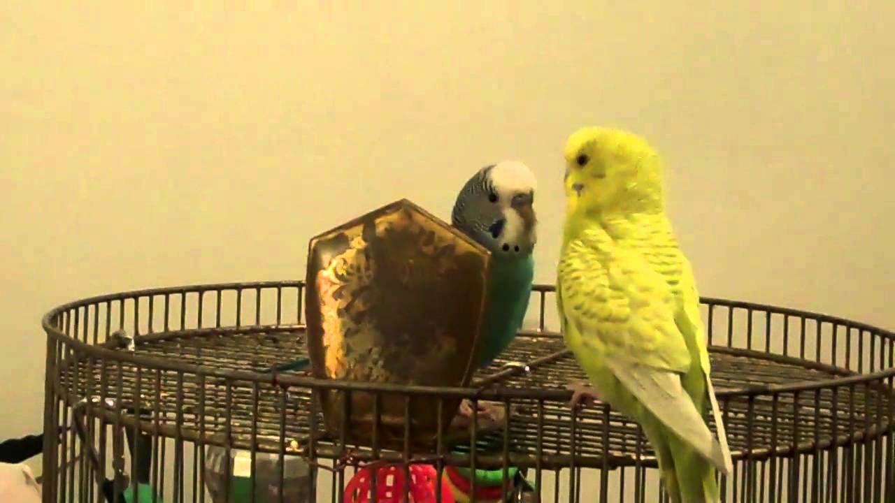 Parakeet Reaction - YouTube