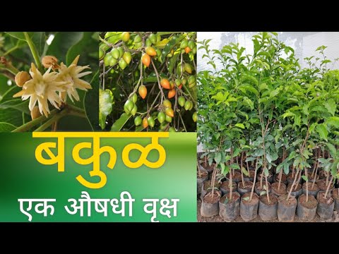बकुळ एक बहुउपयोगी झाड | Bakul Tree | Mimusops Elengi | Marathi - YouTube