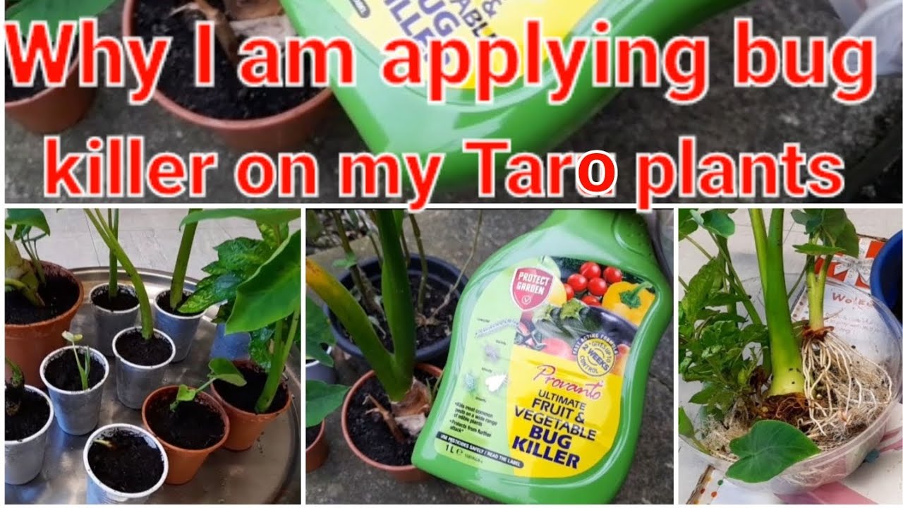 Why i am applying bug killer on my taro plants. - YouTube