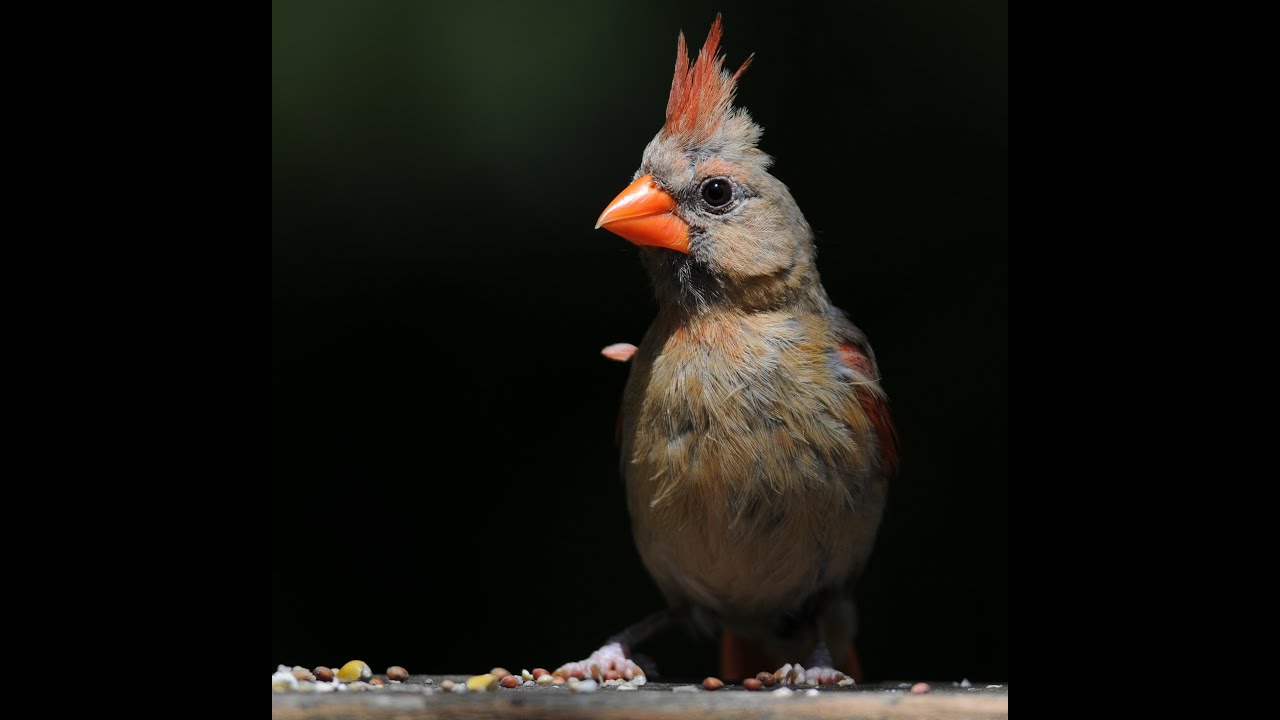Nikon D300 + 300mm AF-S Nikkor F4 Bird Photography - YouTube