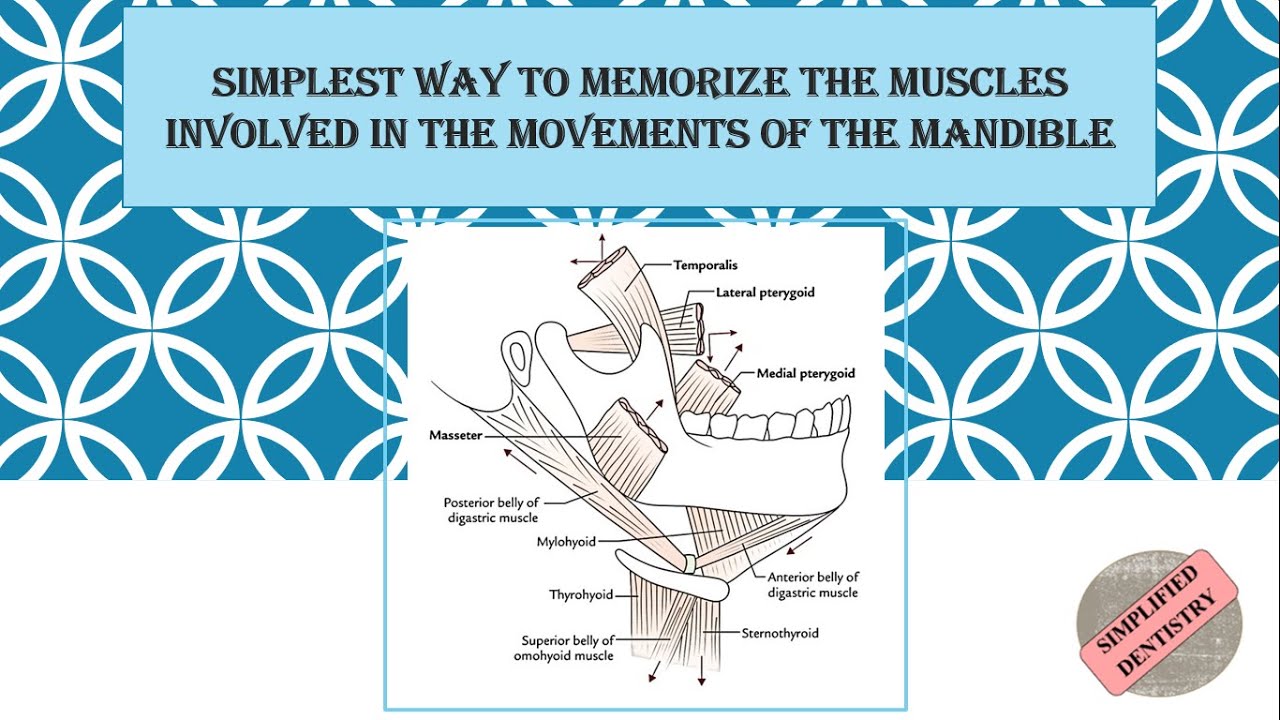 Simplest way to memorize the muscles involved in the movements of the ...