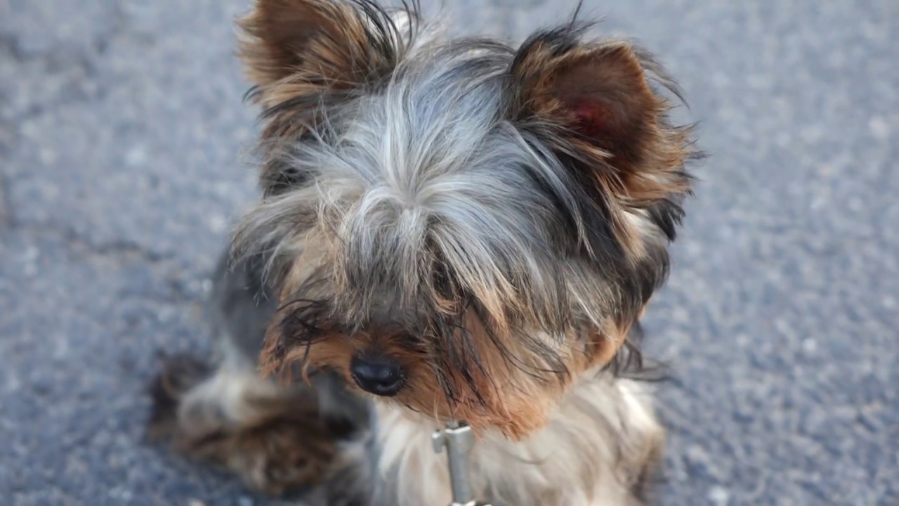 mini MINI YORK szczeniak 4 miesiące 1.800zł FCI kupisz go 888 333 433 ...