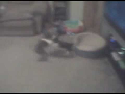 cavapoo vs Pit mix - YouTube