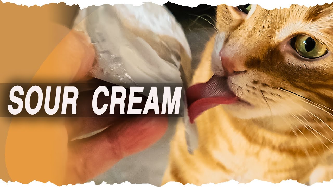 Sour Cream Dessert for Cats - YouTube