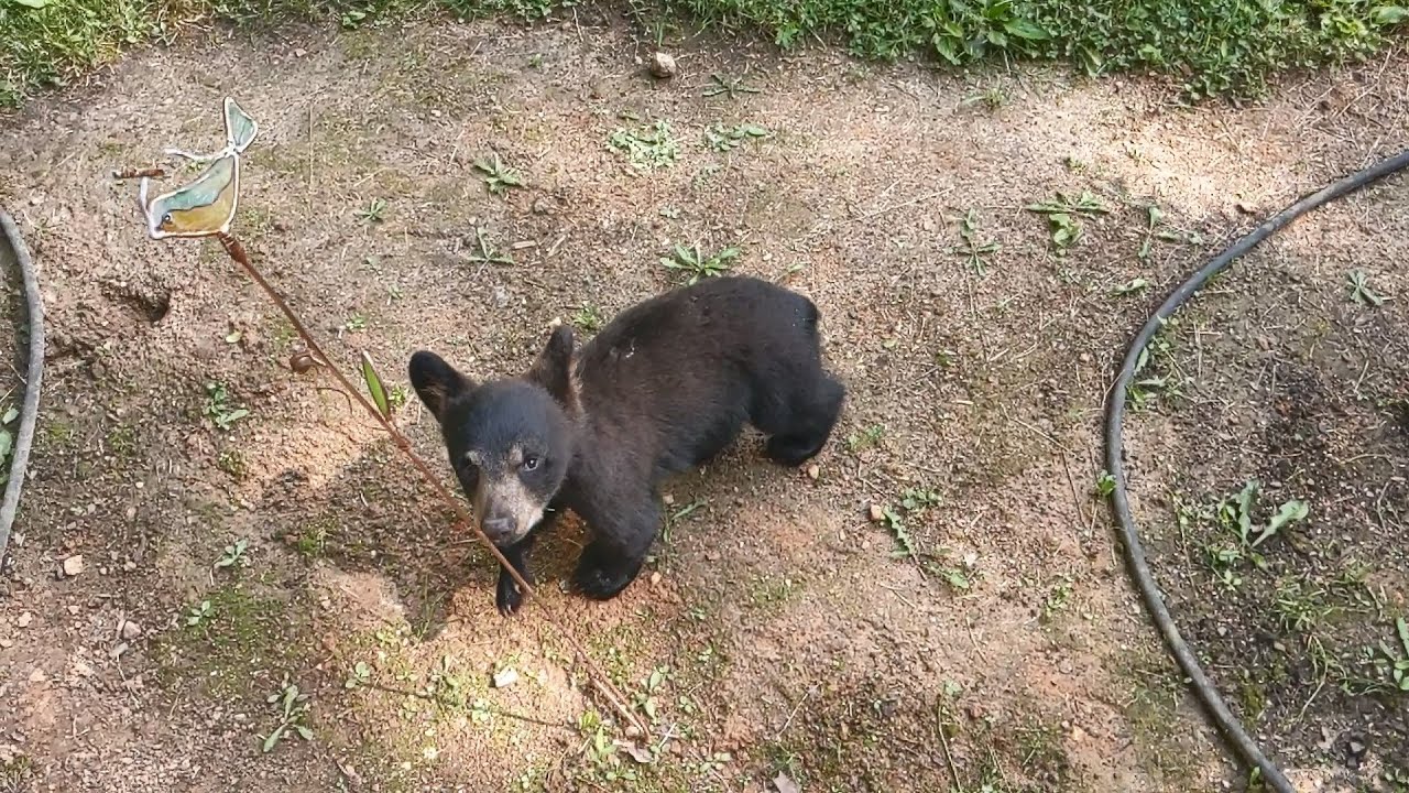 Bear Simone & Cubs — Weed Slayers - YouTube