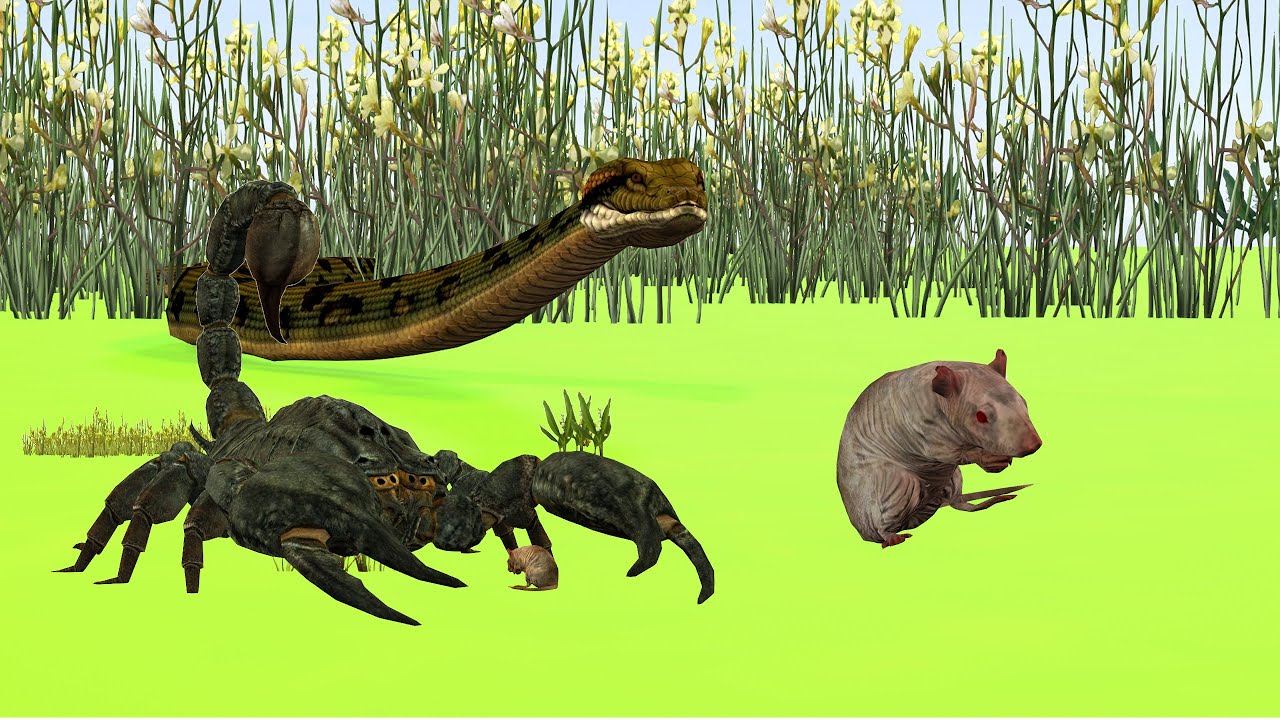 Anaconda And Scorpion Tried to Attack Rat (Funny Animals) - YouTube