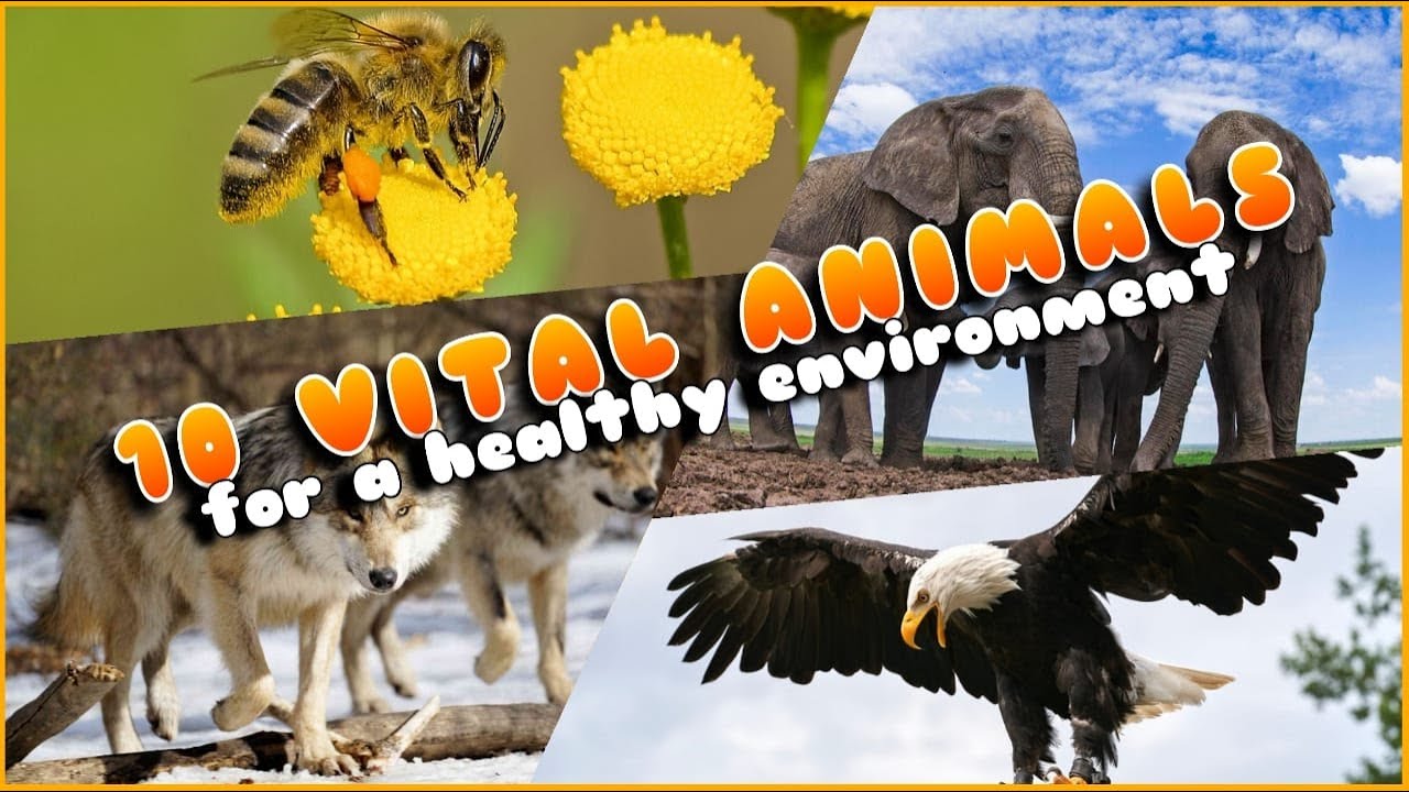 Why These 10 Animals Play a Critical Role in Sustaining Our Environment ...