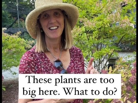 Plants Outgrowing A Small Space? Remove Them! - YouTube